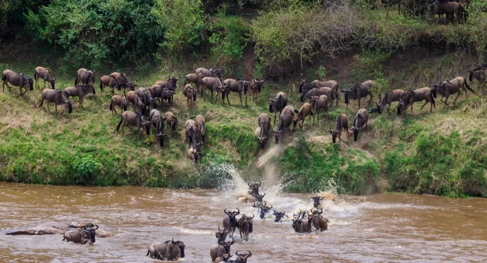 The Ultimate Guide to Kenya’s Best Game Drives and Camping Adventures ...